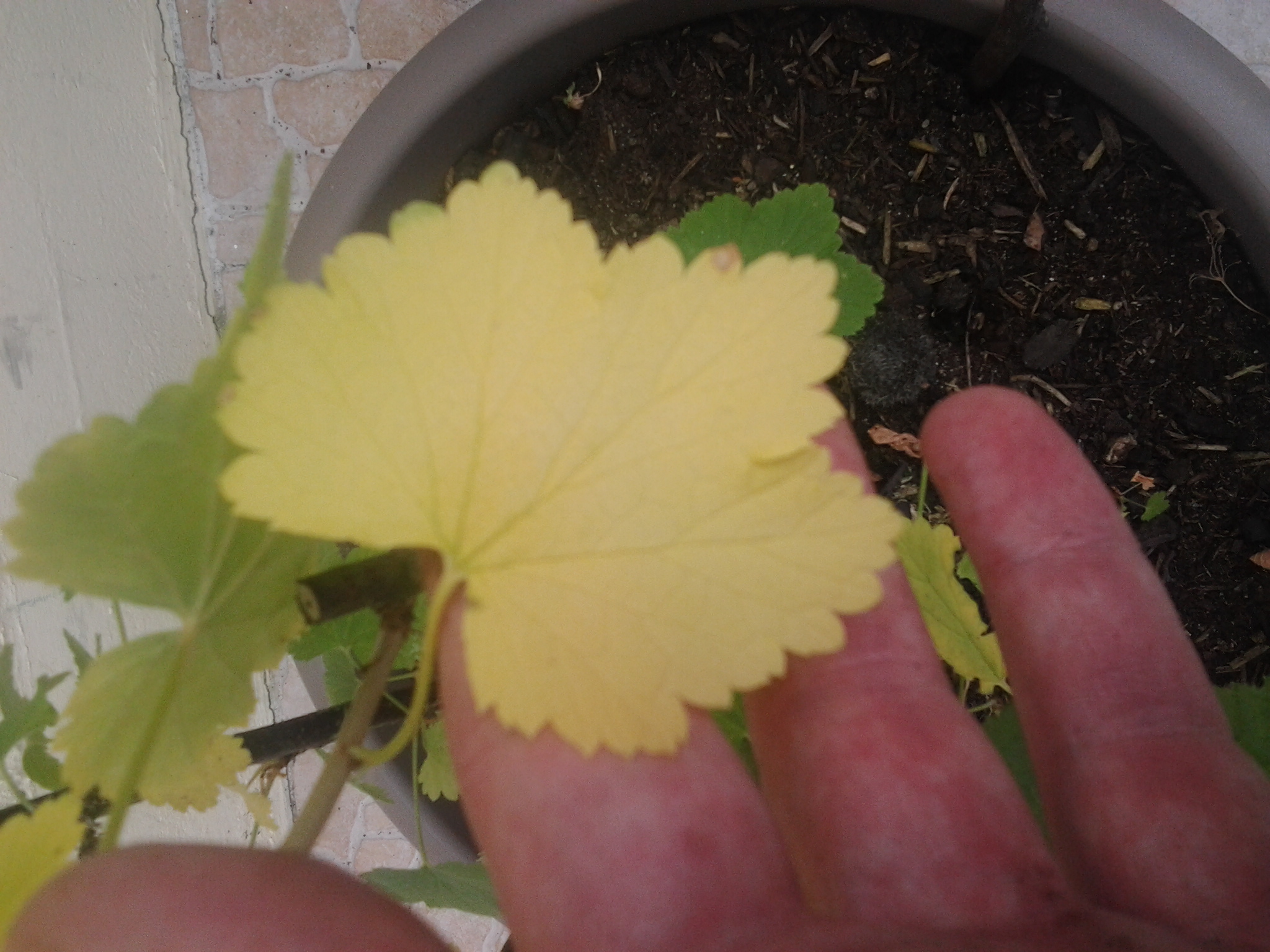 feuilles de groseiller qui jaunissent - Jardins du Nord forum régional ...