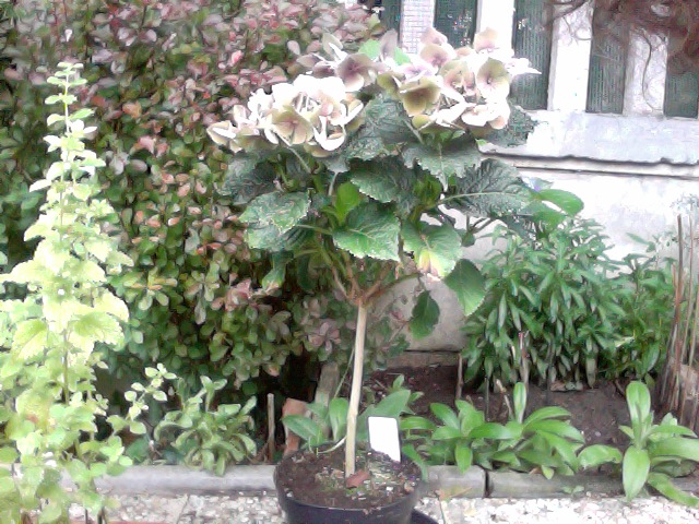 taille hortensia tige - Jardins du Nord forum régional site de conseils ...