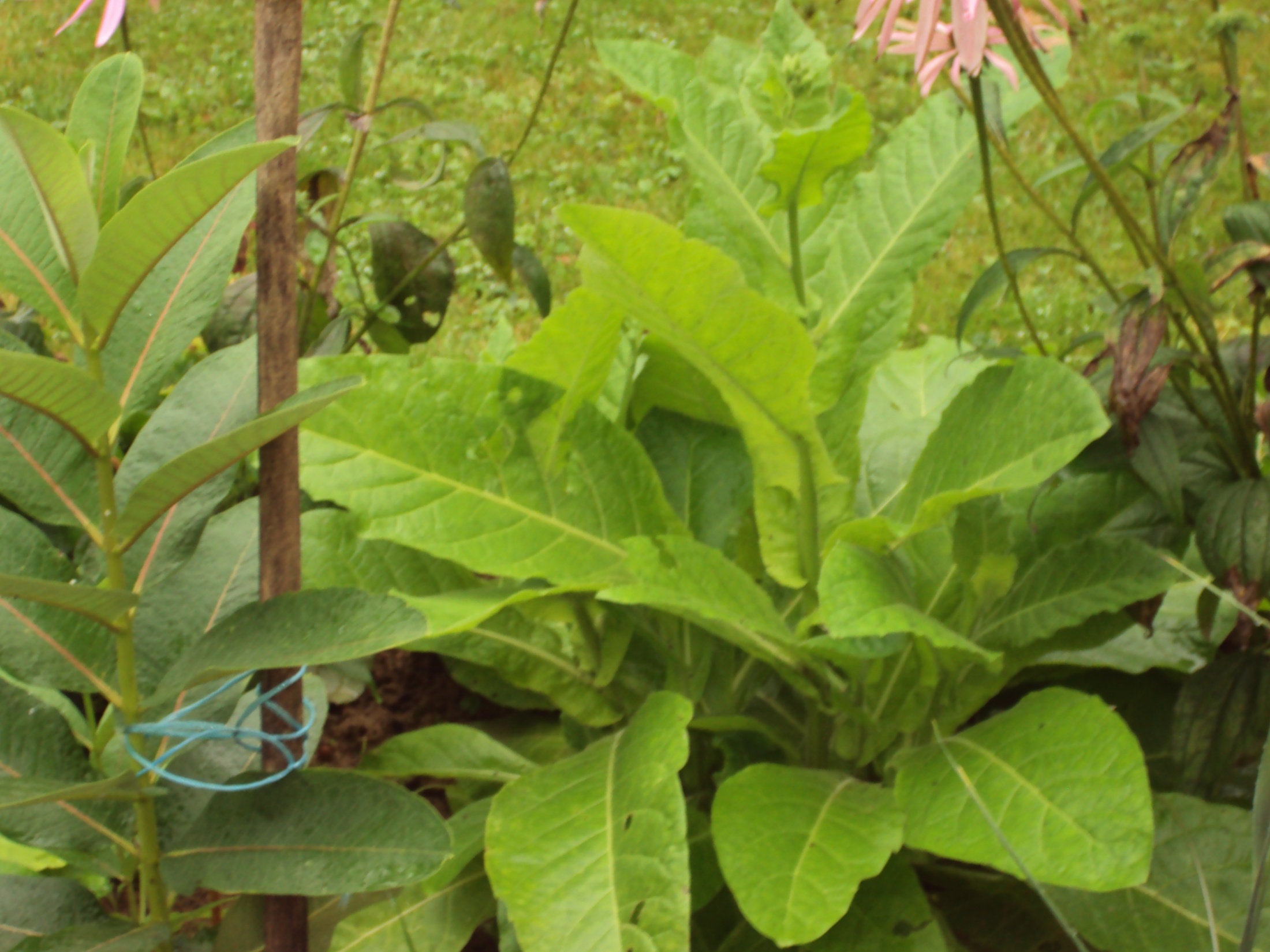 Cultiver du tabac - Jardins du Nord forum régional site de conseils en ...