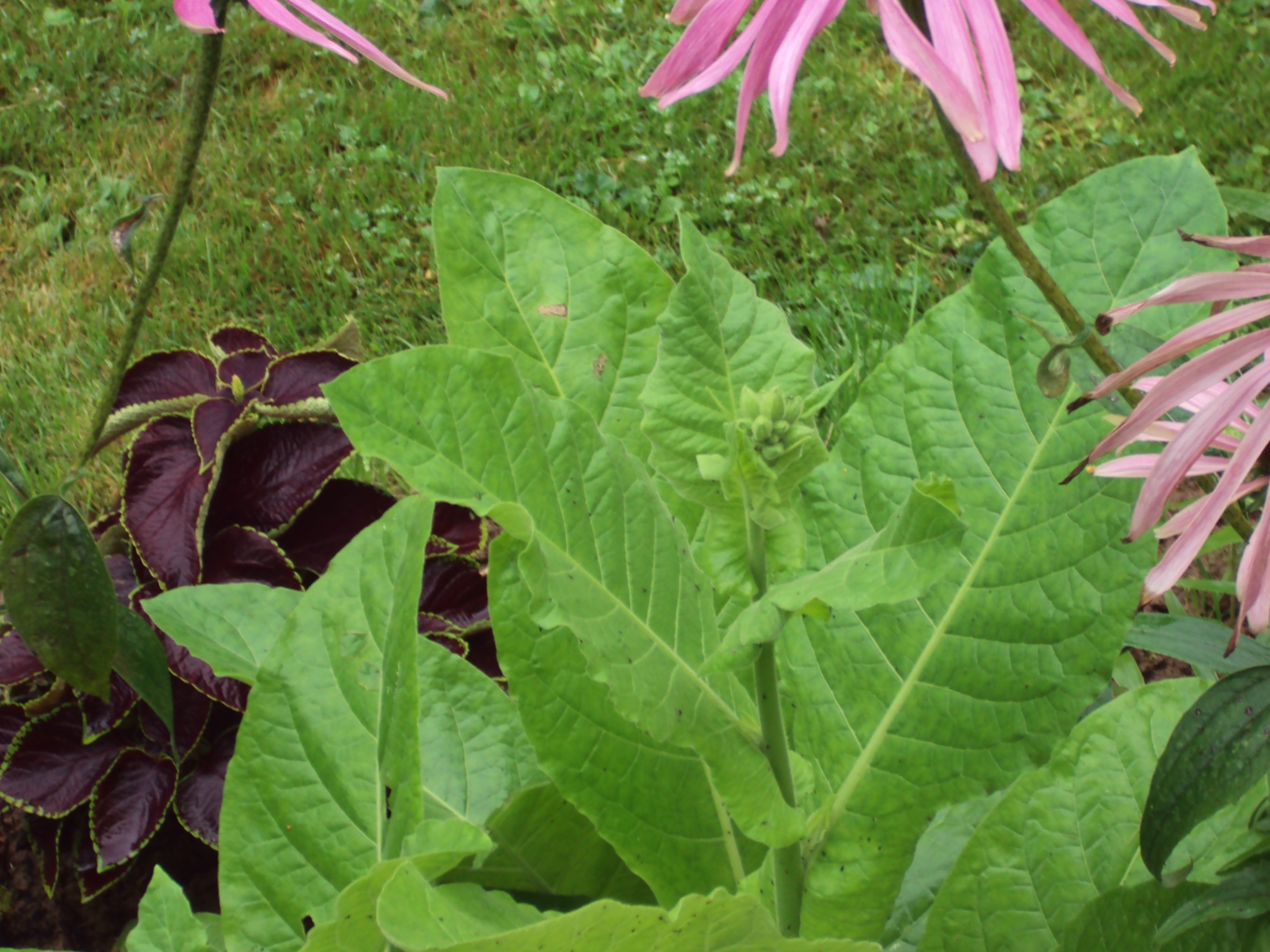 Cultiver du tabac - Jardins du Nord forum régional site de conseils en ...
