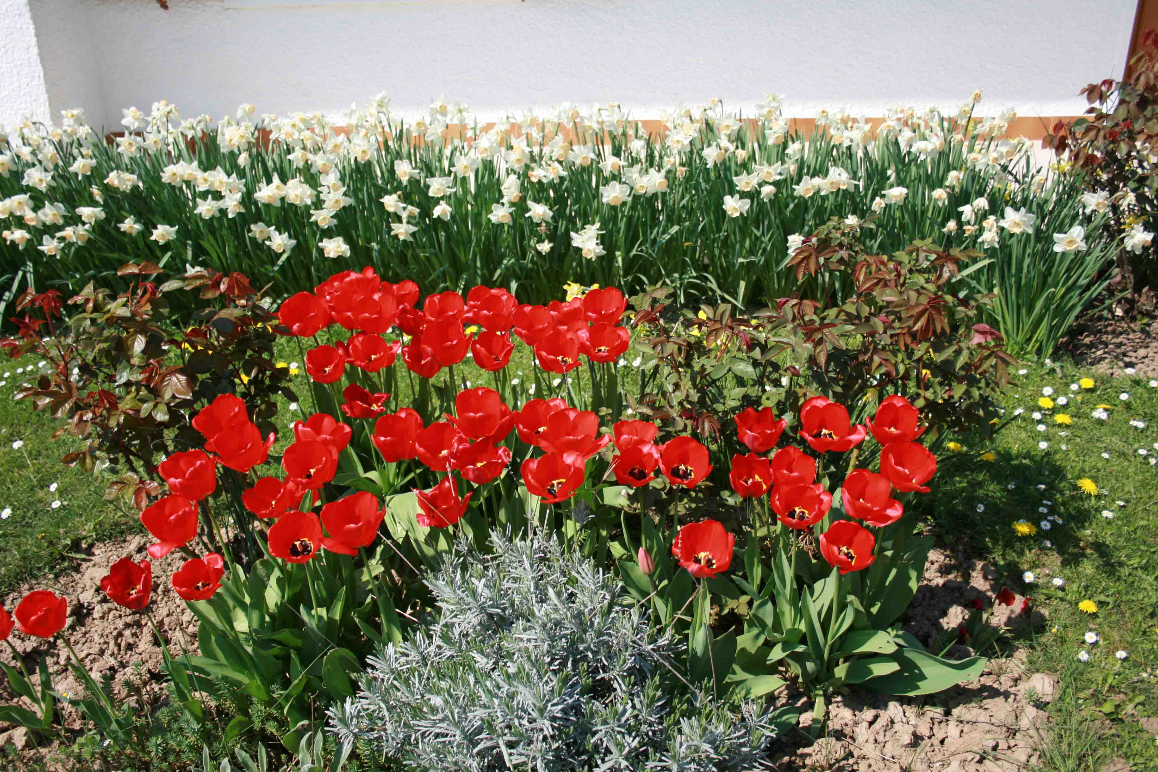 Les fleurs 2015 de chagran - Page 2 - Jardins du Nord forum régional ...