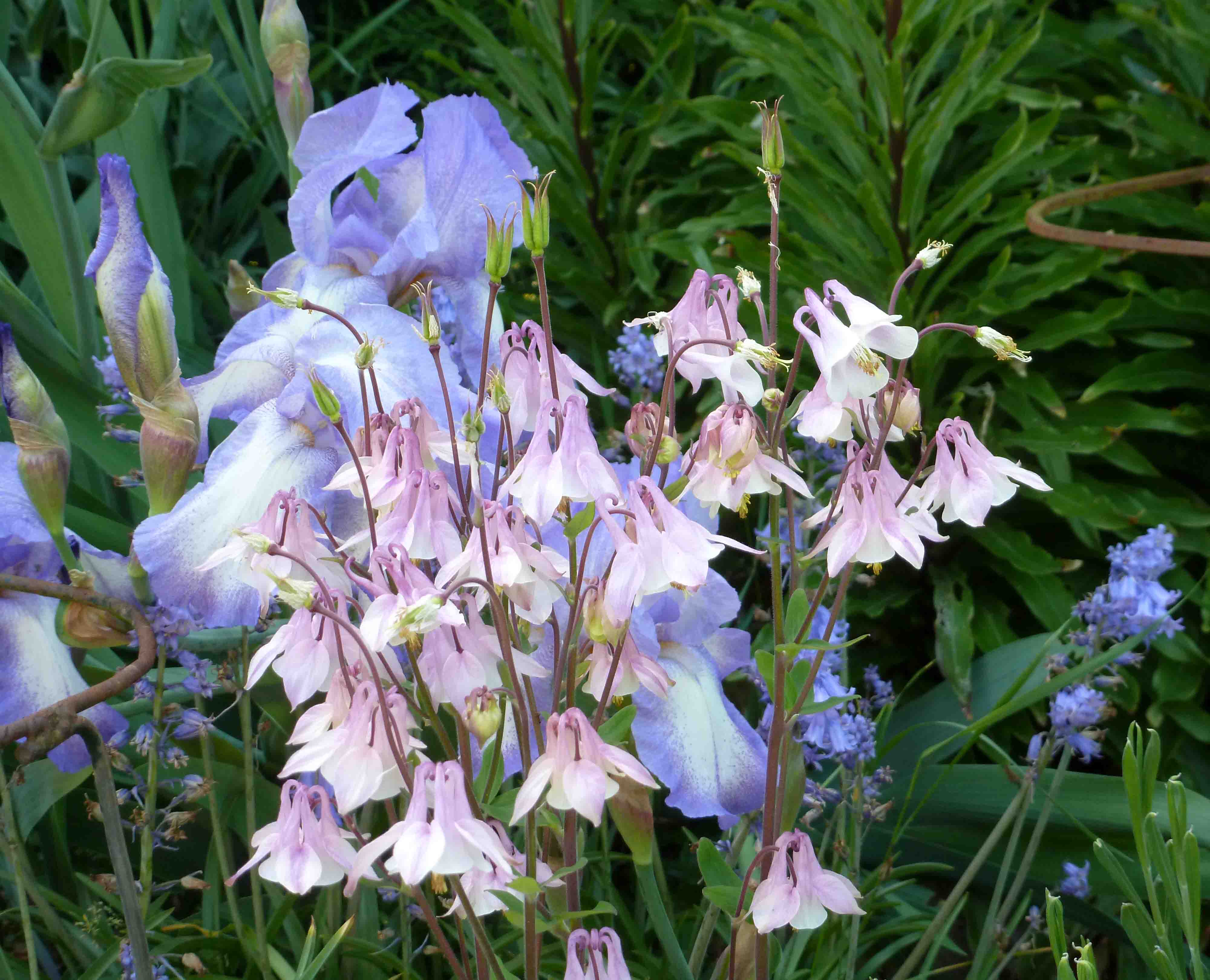 Les fleurs 2015 de chagran - Page 4 - Jardins du Nord forum régional ...