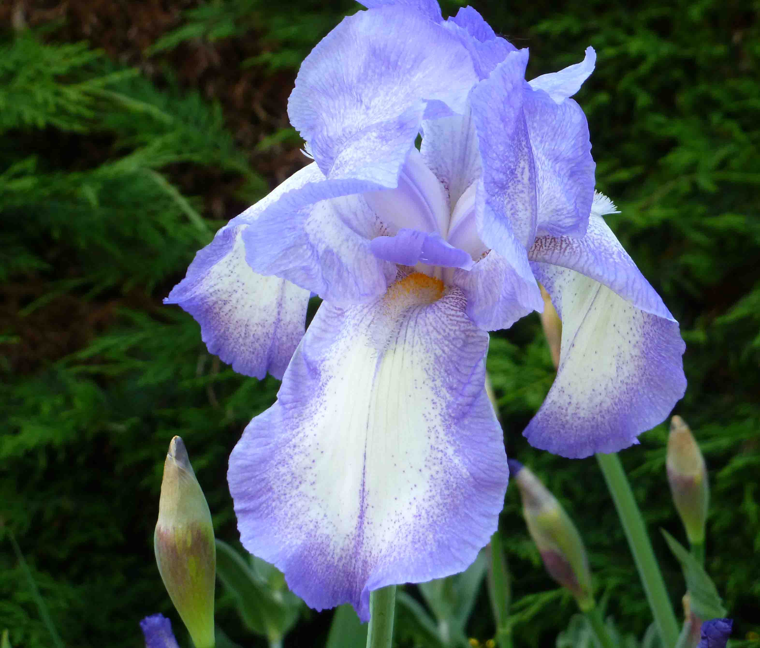 Les fleurs 2015 de chagran - Page 4 - Jardins du Nord forum régional ...