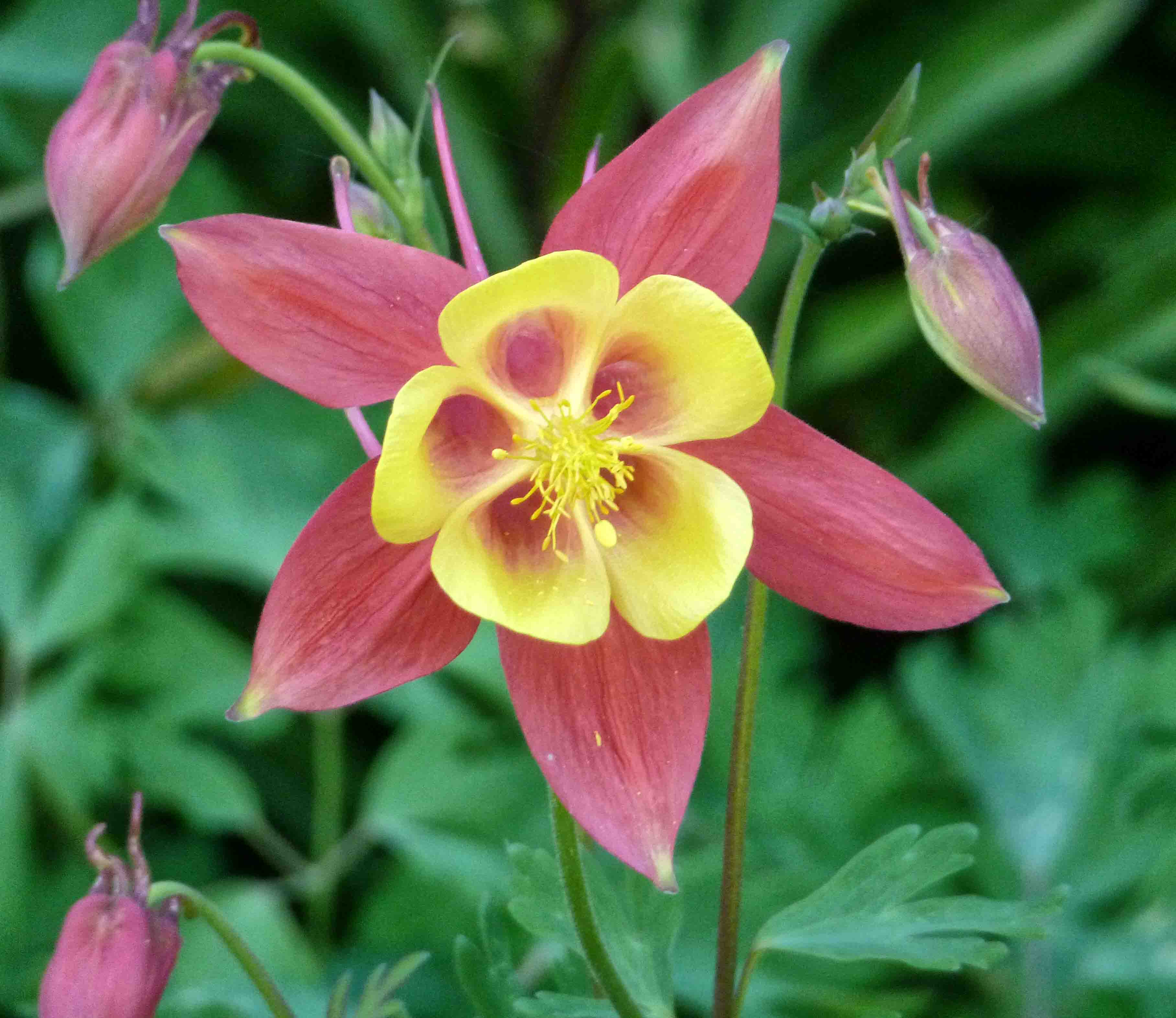 Les fleurs 2015 de chagran - Page 4 - Jardins du Nord forum régional ...