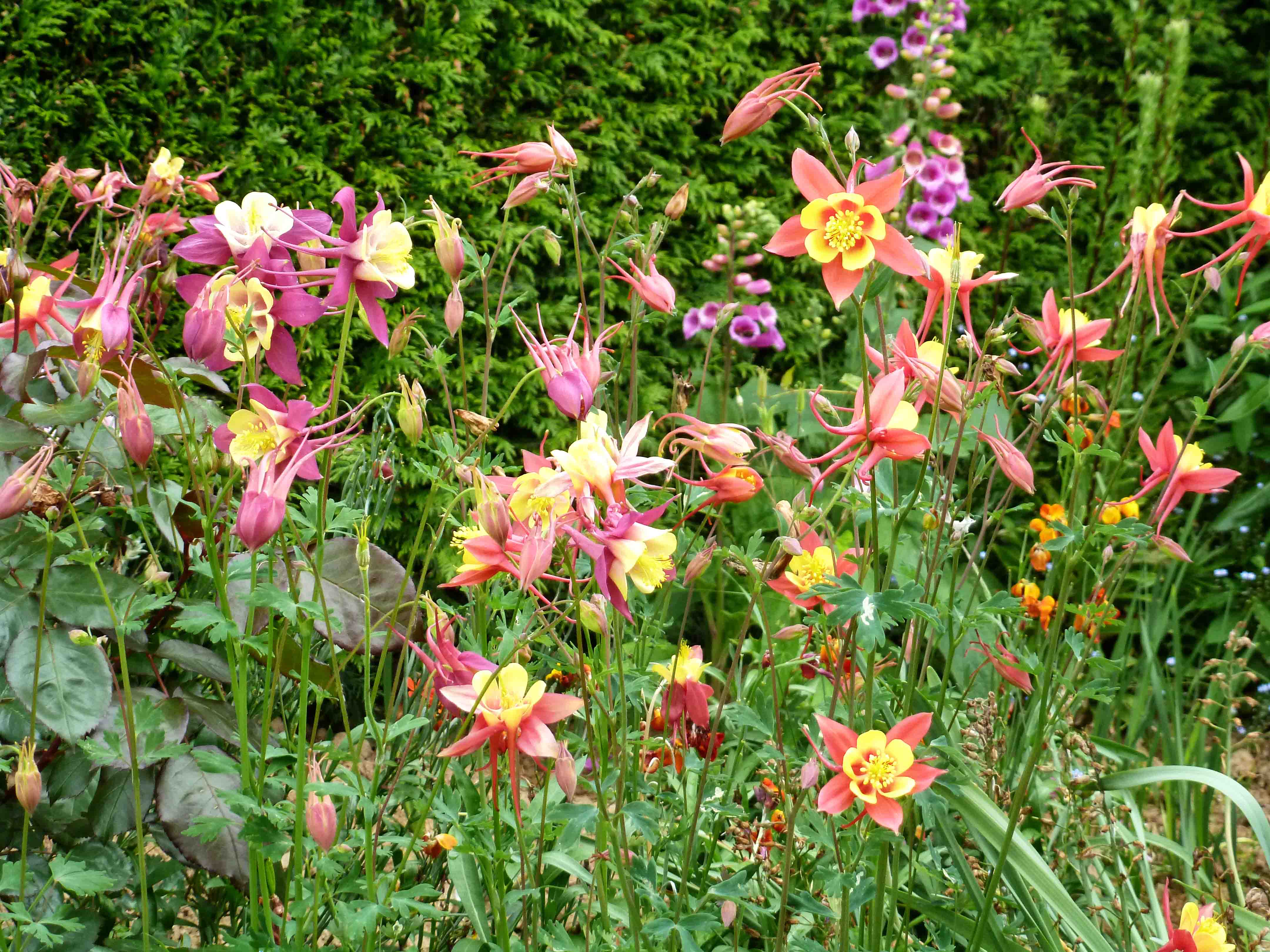 Les fleurs 2015 de chagran - Page 6 - Jardins du Nord forum régional ...