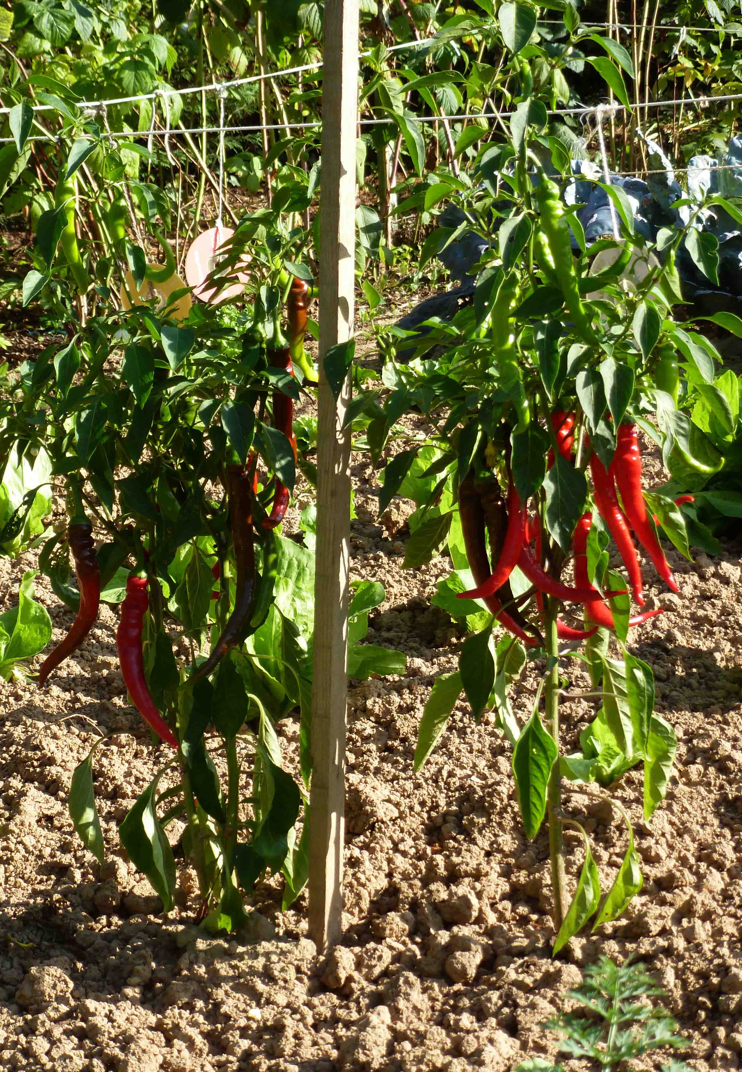 Le potager de chagran 2016 - Page 26 - Jardins du Nord forum régional ...
