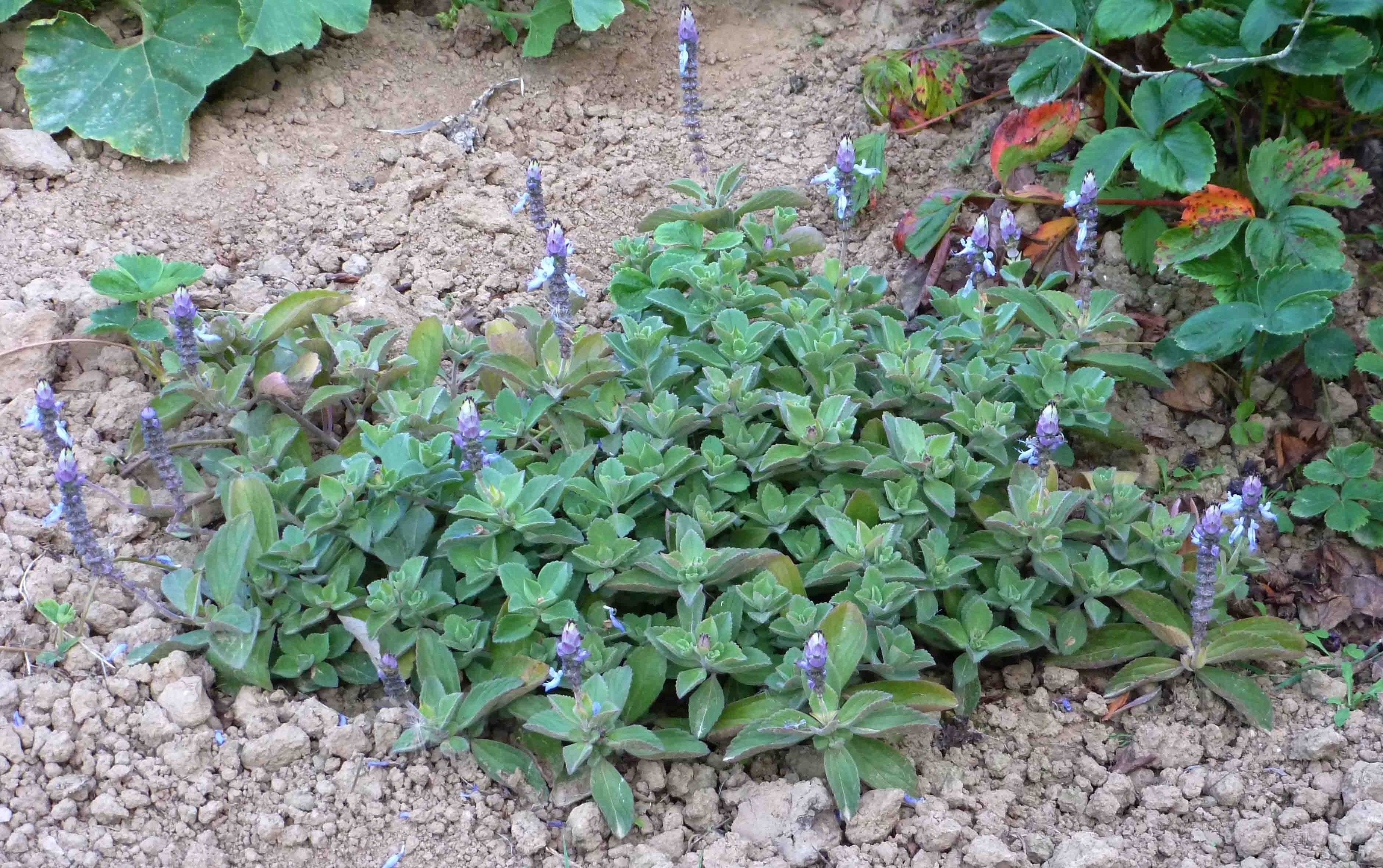Le potager de chagran 2016 - Page 26 - Jardins du Nord forum régional ...