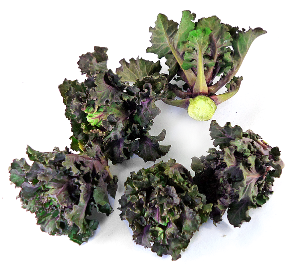 Chou Flower Sprout - Jardins du Nord forum régional site de conseils en ...