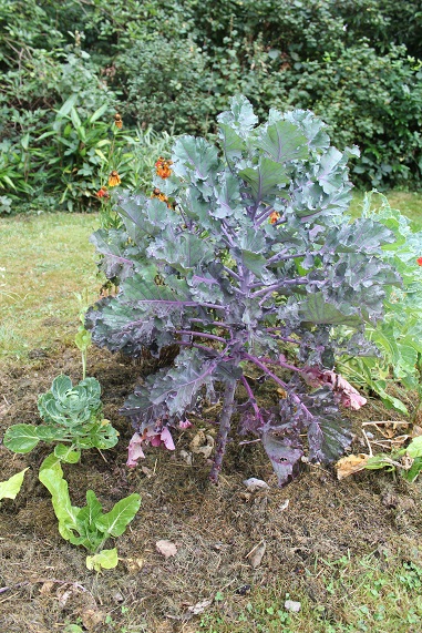 Chou Flower Sprout - Jardins du Nord forum régional site de conseils en ...