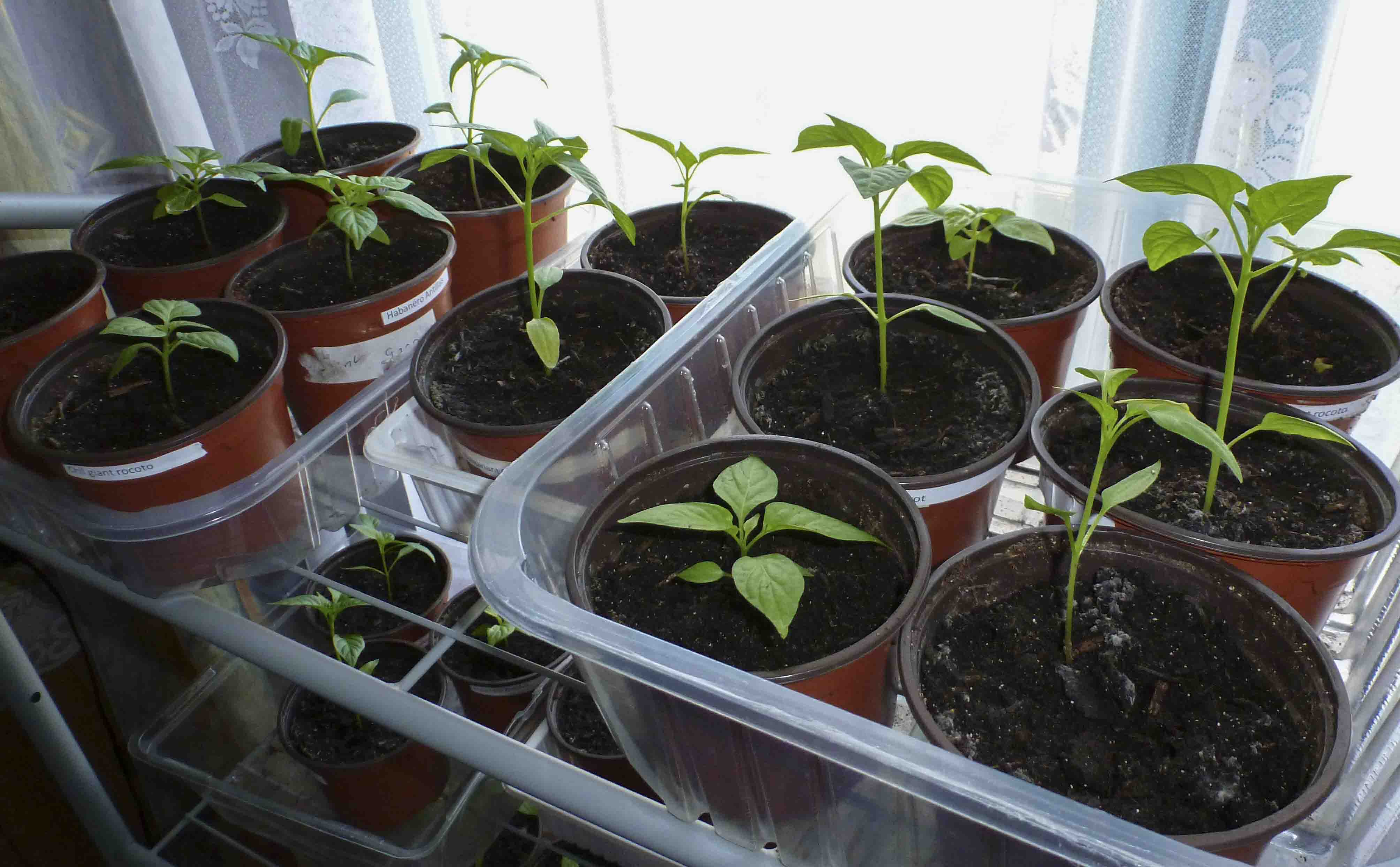 Le potager de chagran 2017 - Jardins du Nord forum régional site de ...