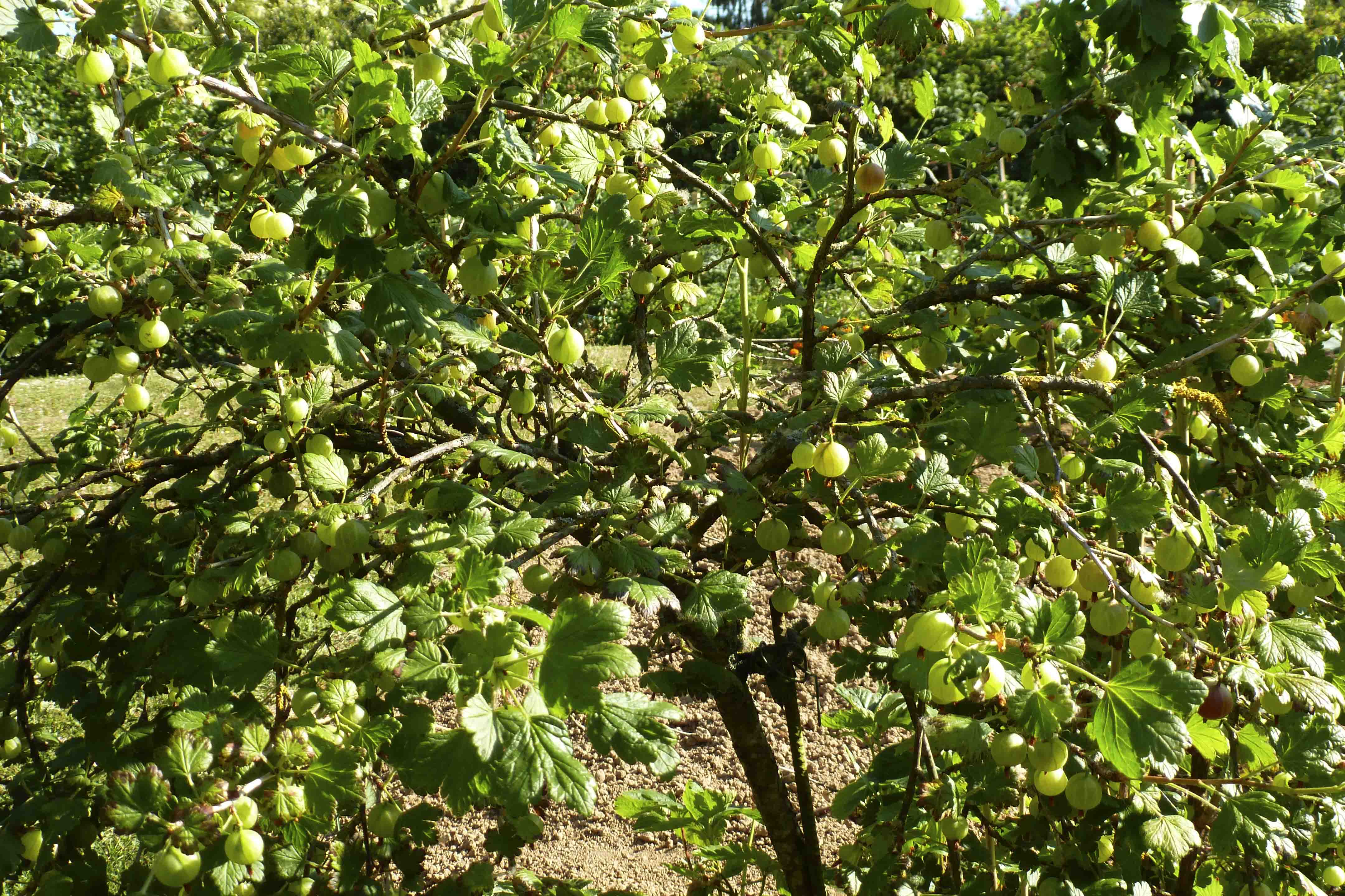 Le potager de chagran 2017 - Page 18 - Jardins du Nord forum régional ...