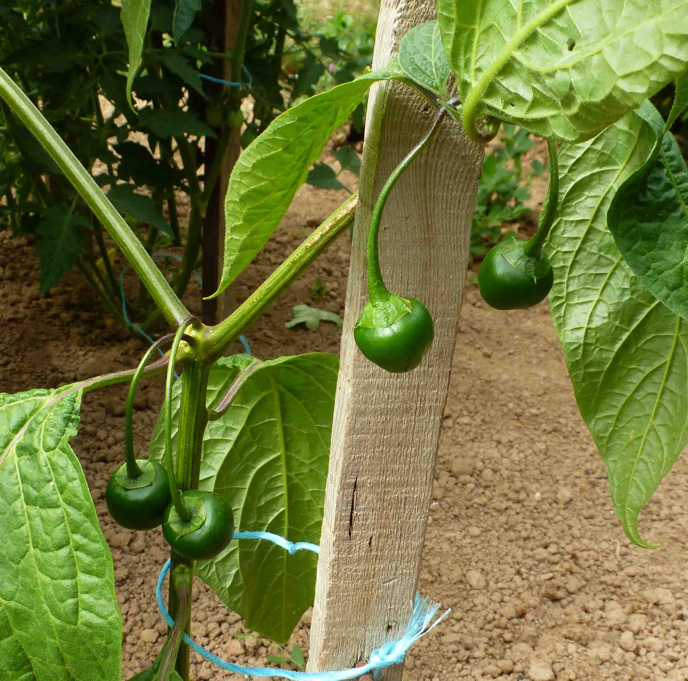 Le potager de chagran 2017 - Page 21 - Jardins du Nord forum régional ...