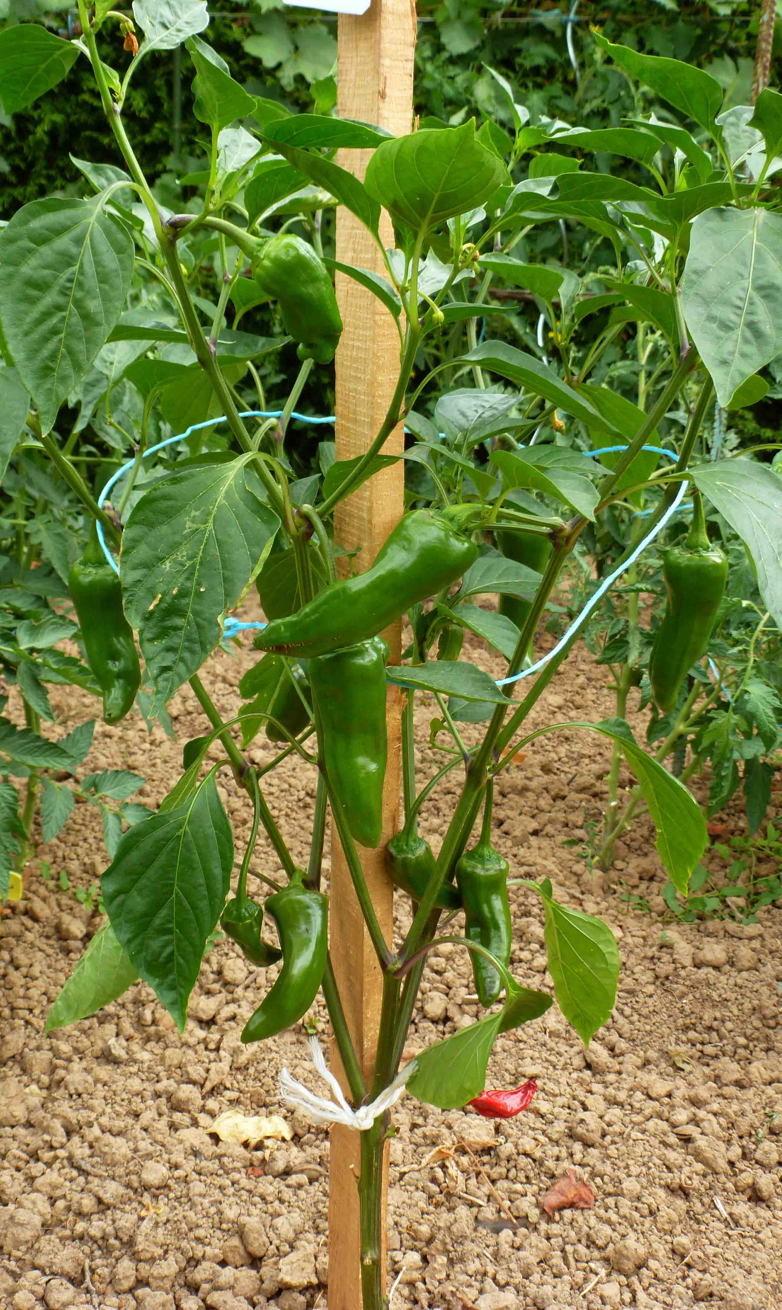 Le potager de chagran 2017 - Page 21 - Jardins du Nord forum régional ...
