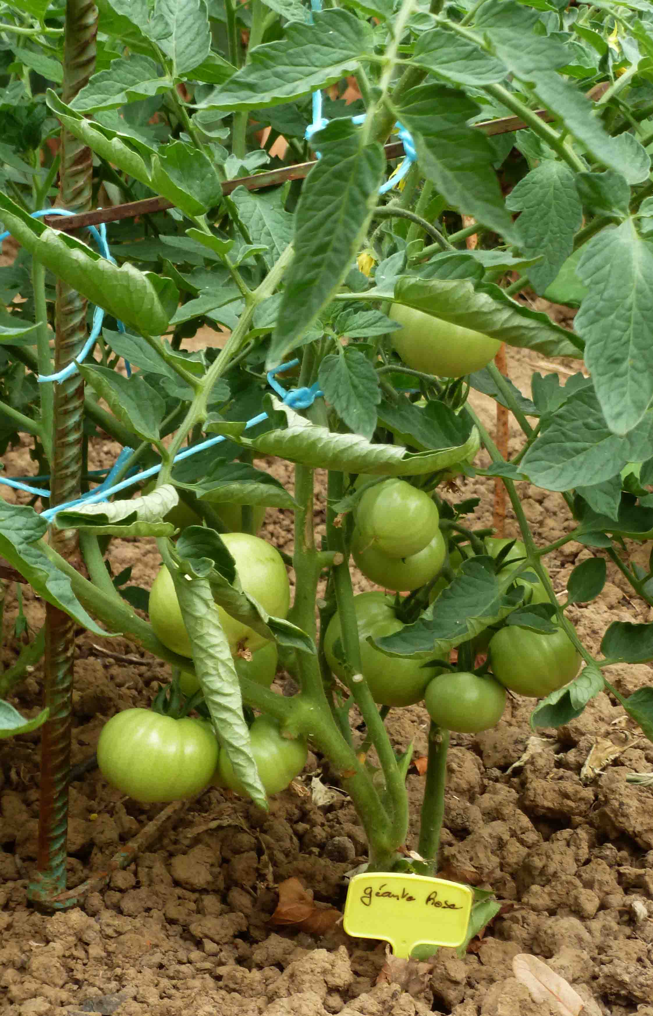 Le potager de chagran 2017 - Page 21 - Jardins du Nord forum régional ...