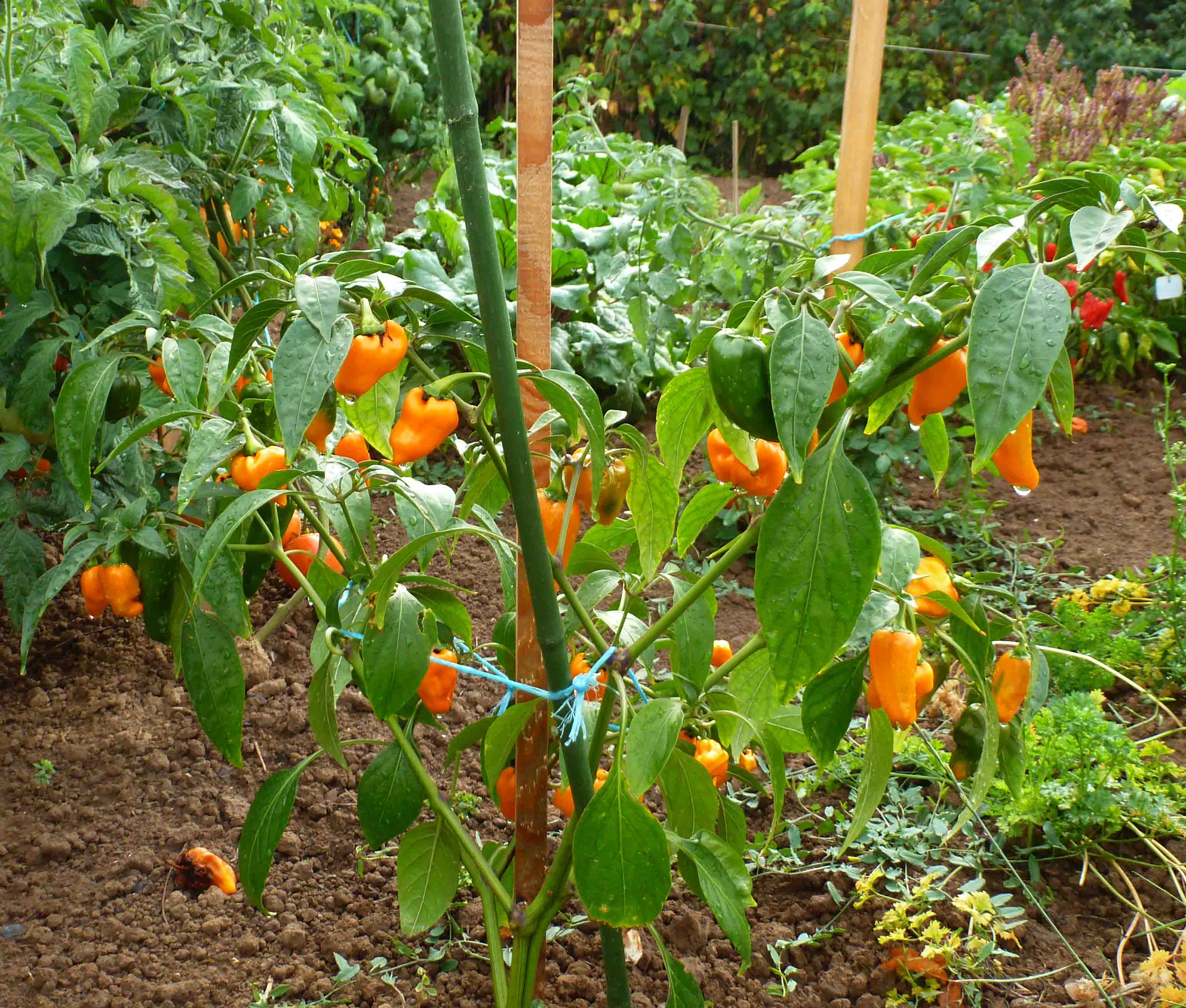 Le potager de chagran 2017 - Page 23 - Jardins du Nord forum régional ...
