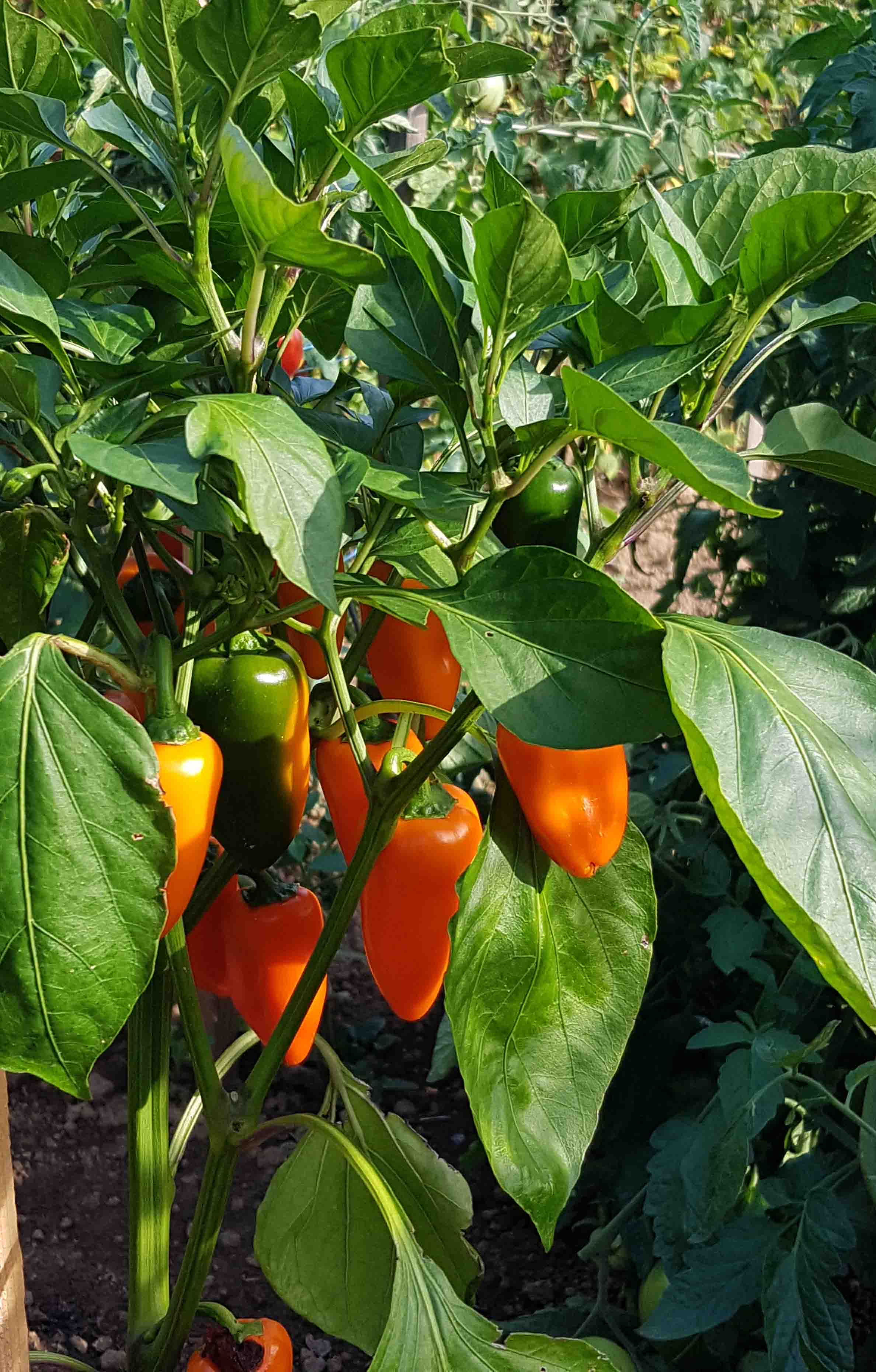 Le potager de chagran 2017 - Page 24 - Jardins du Nord forum régional ...