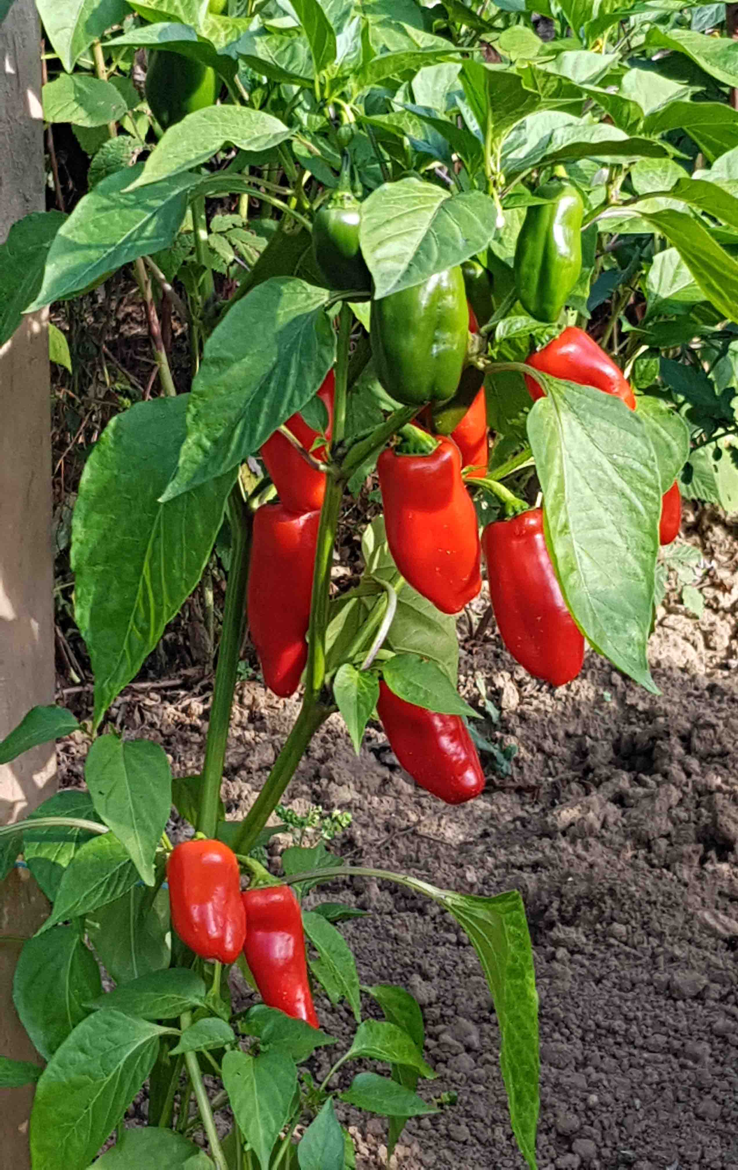 Le potager de chagran 2017 - Page 24 - Jardins du Nord forum régional ...