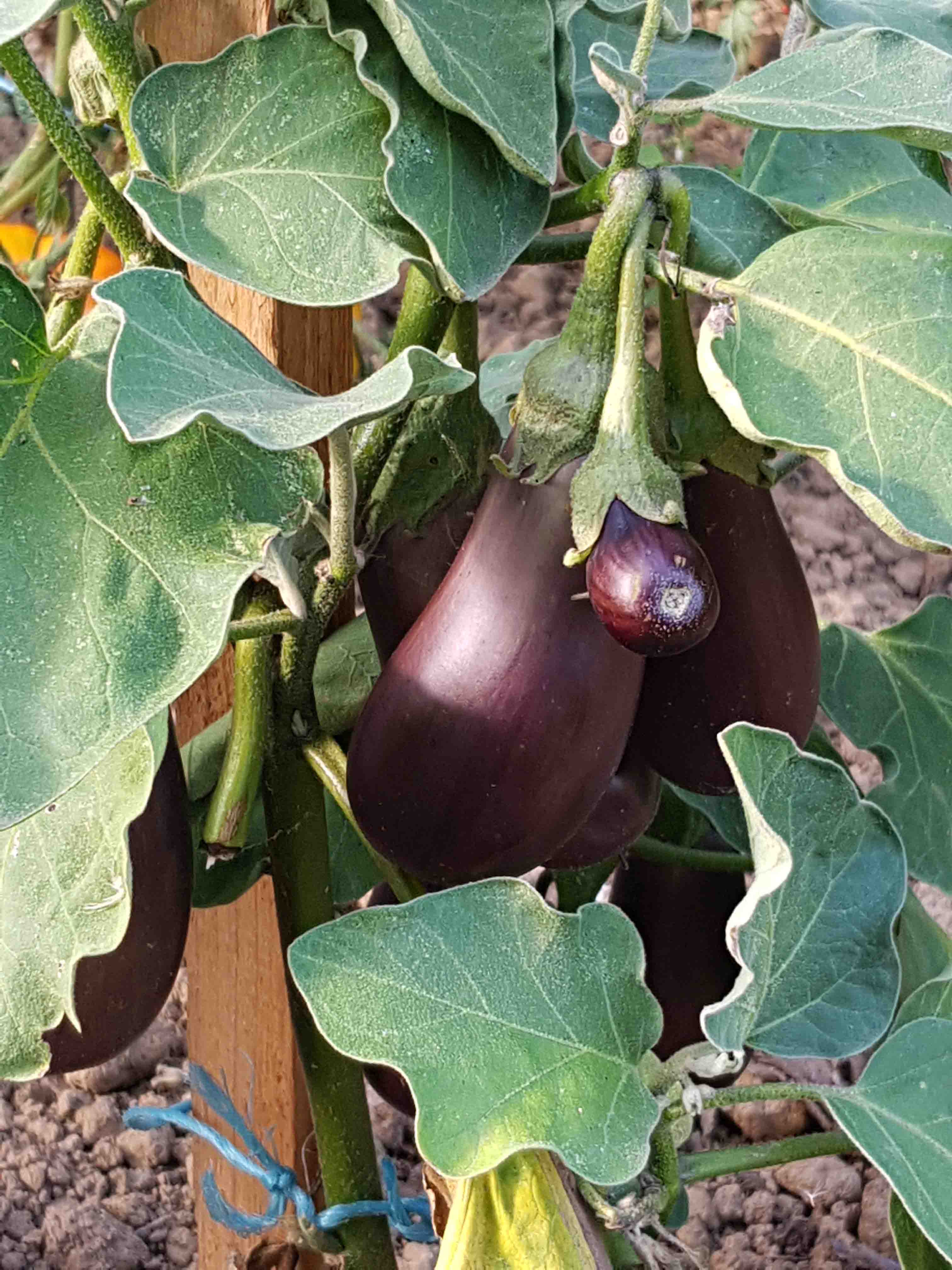 Le potager de chagran 2017 - Page 24 - Jardins du Nord forum régional ...