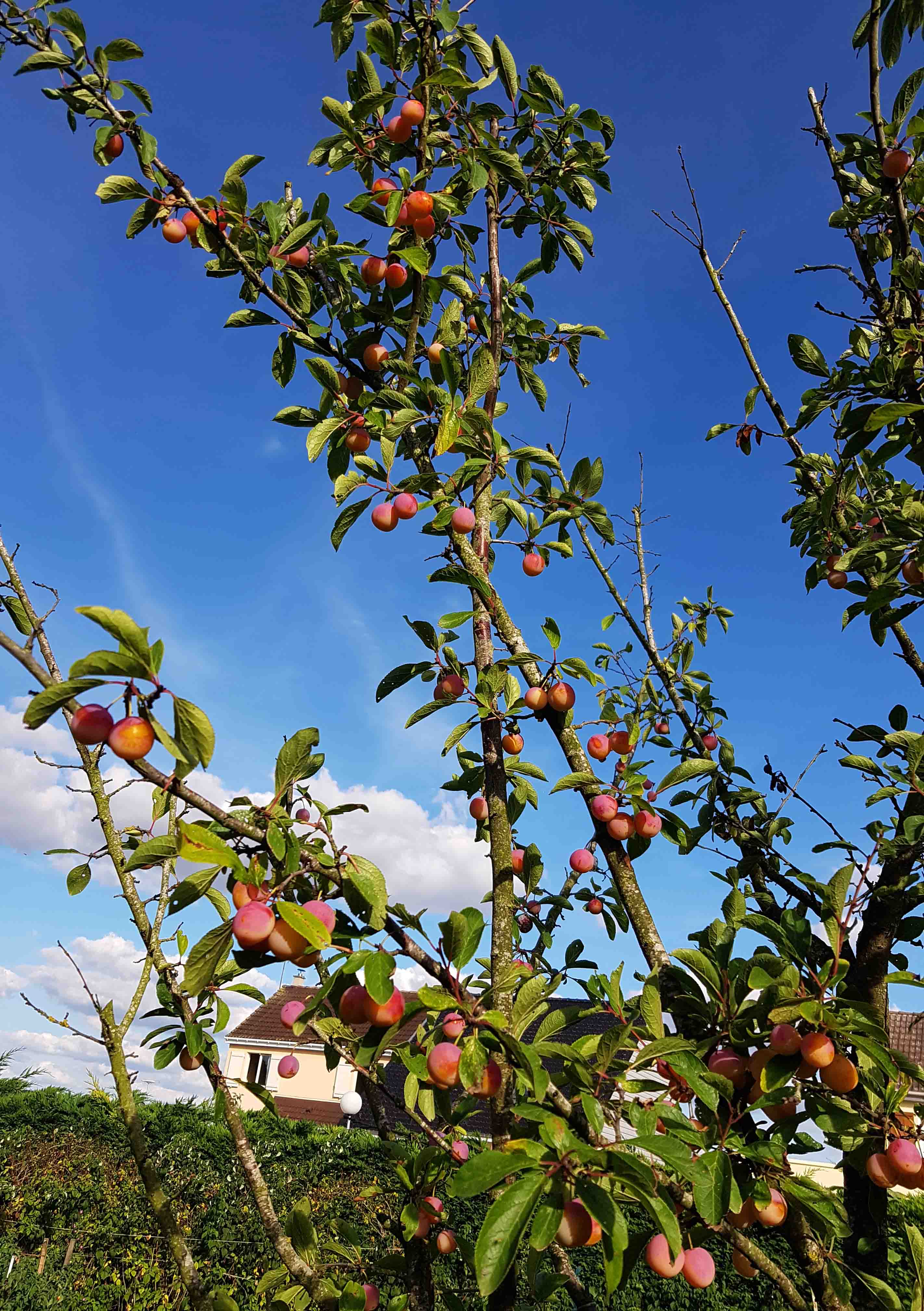 Le potager de chagran 2017 - Page 24 - Jardins du Nord forum régional ...