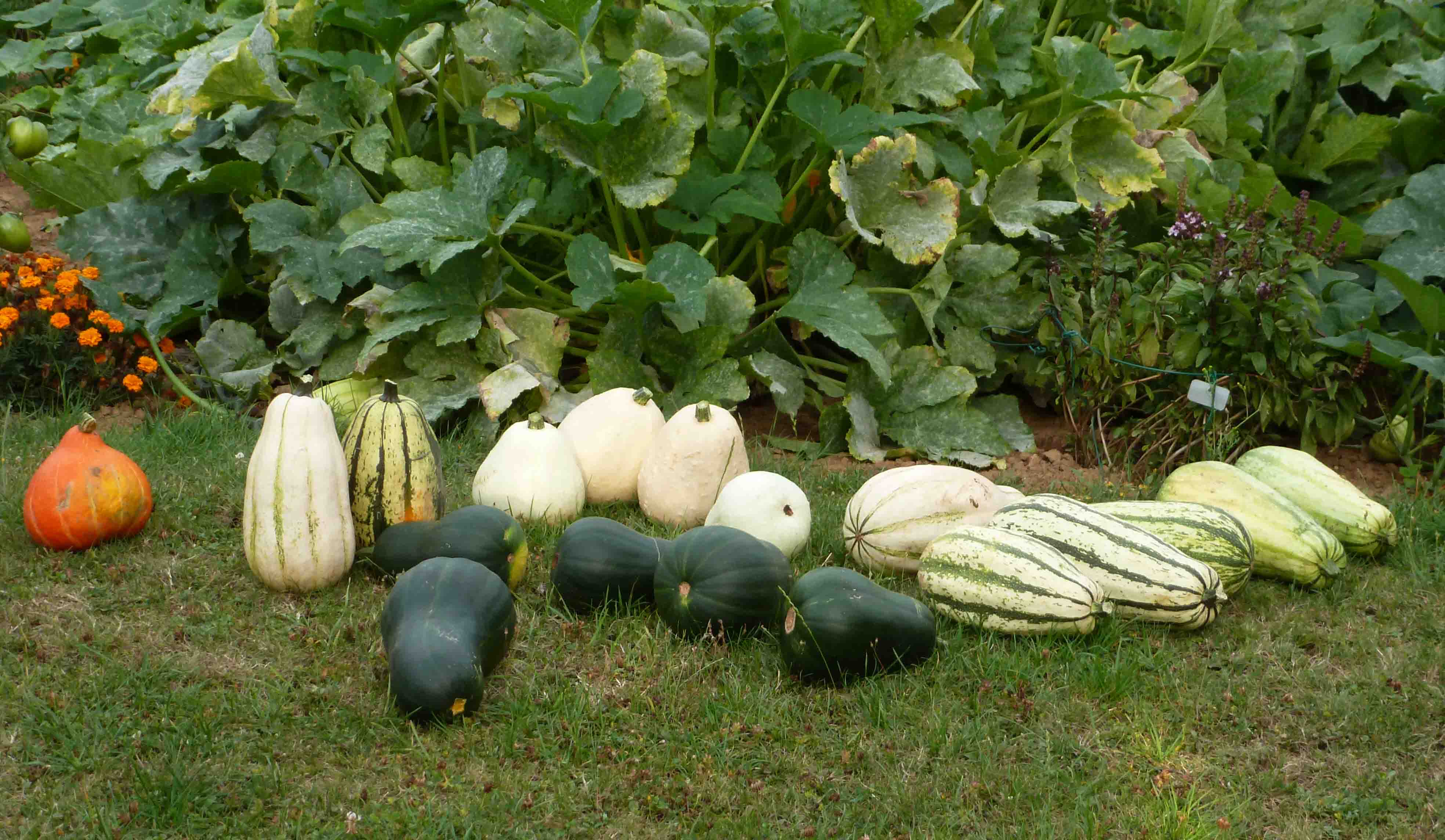 Le potager de chagran 2017 - Page 24 - Jardins du Nord forum régional ...