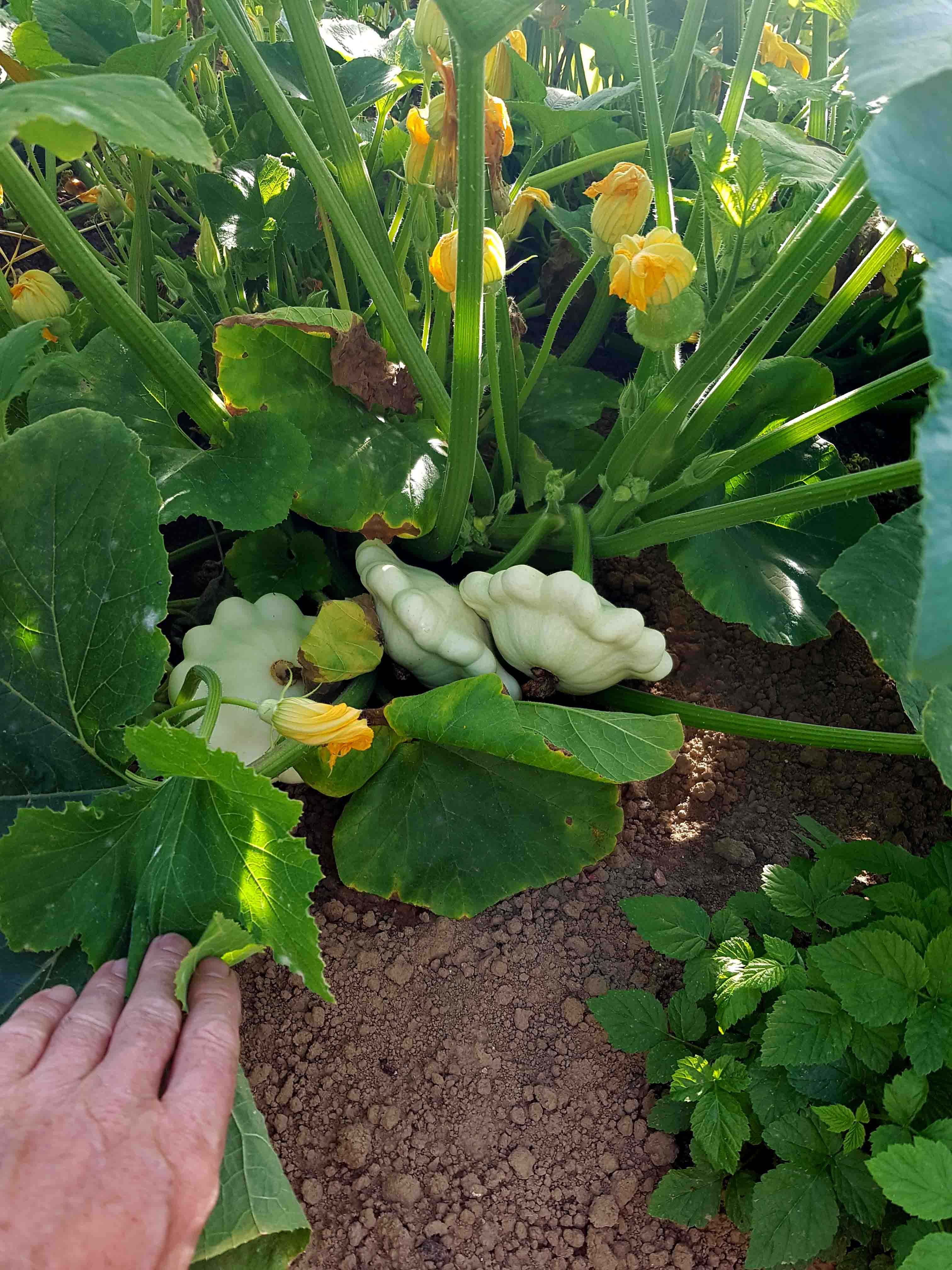 Le potager de chagran 2017 - Page 24 - Jardins du Nord forum régional ...