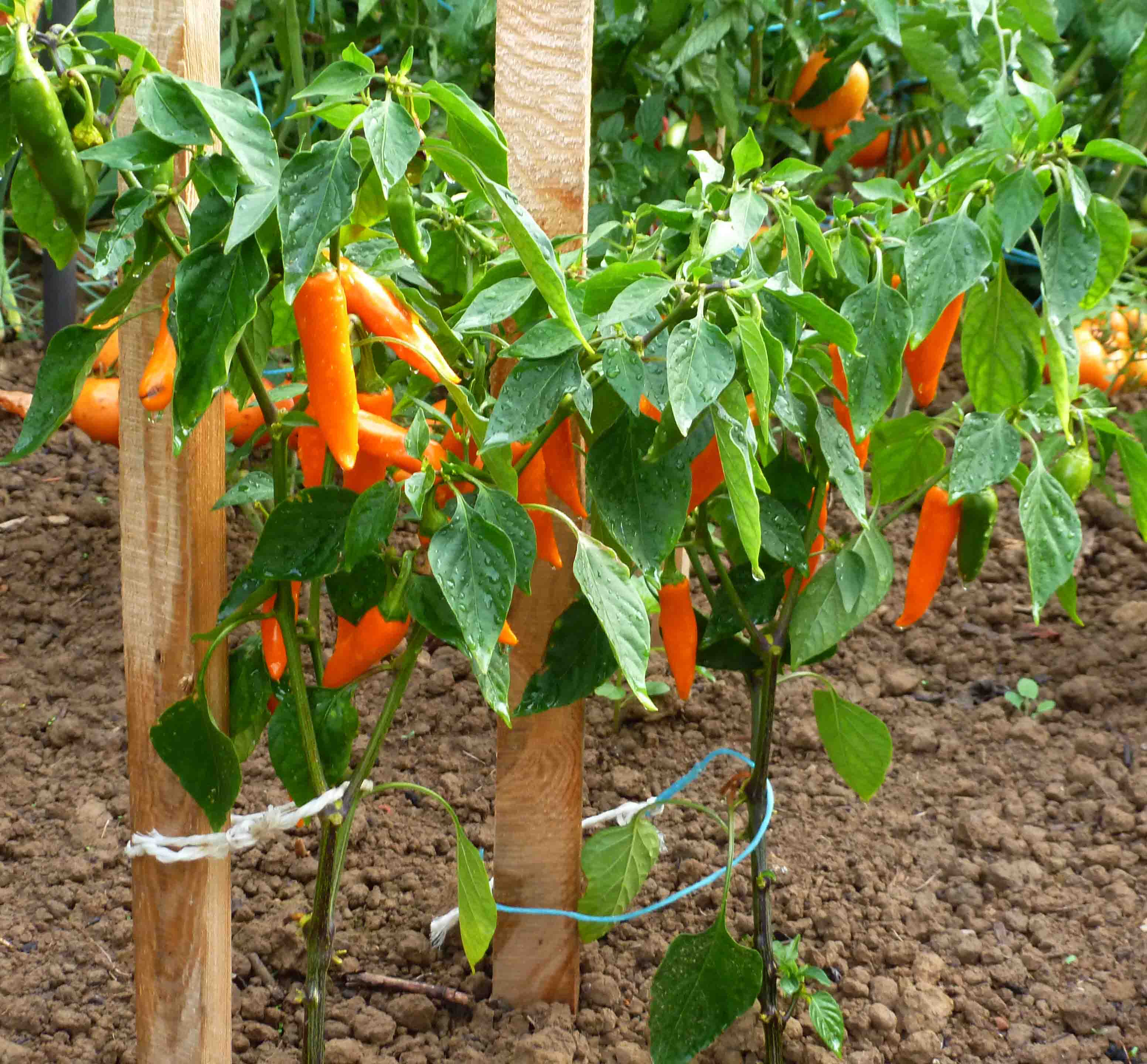 Mon retour d'expérience sur la culture du piment - Jardins du Nord ...