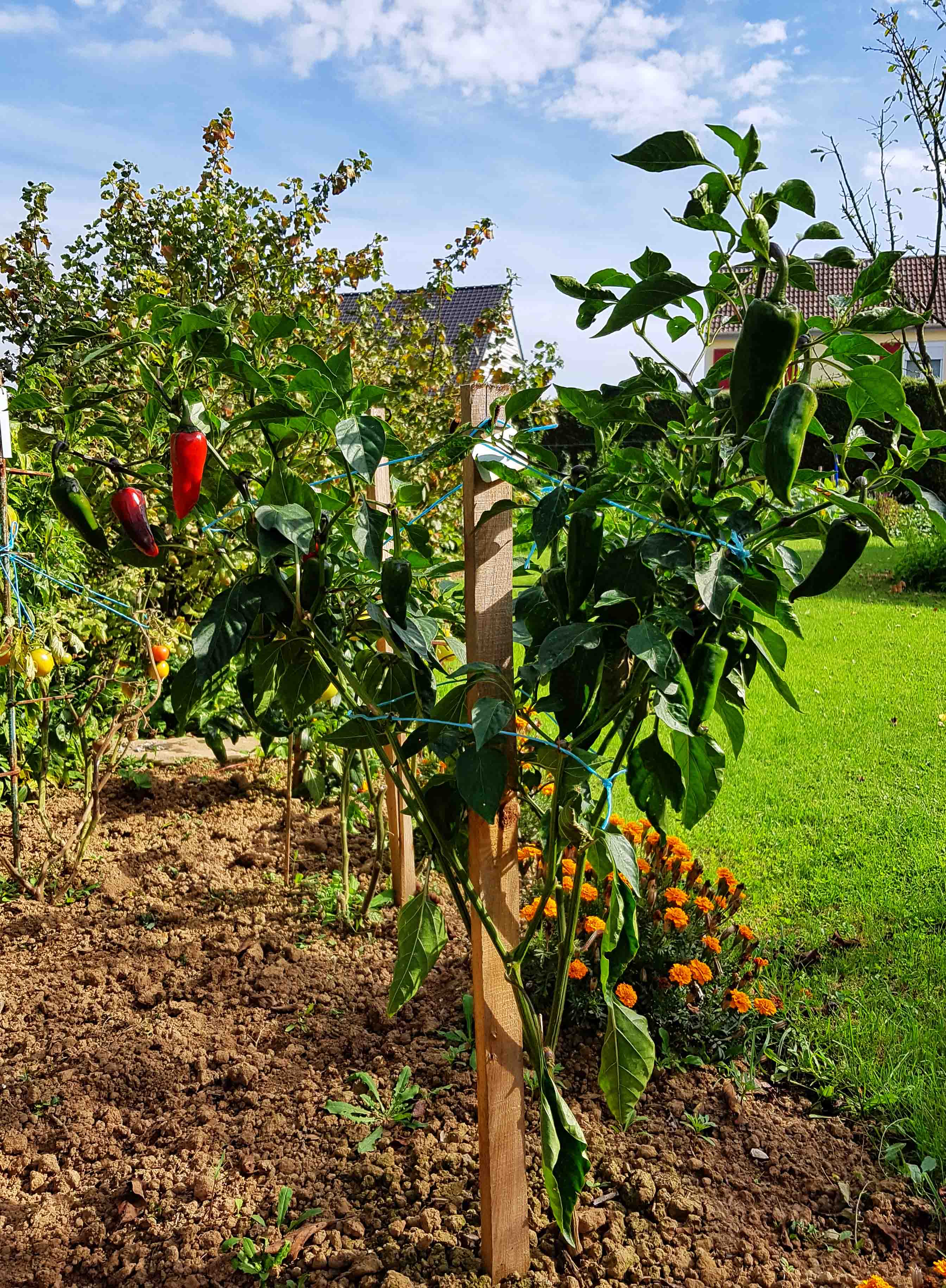 Mon retour d'expérience sur la culture du piment - Jardins du Nord ...
