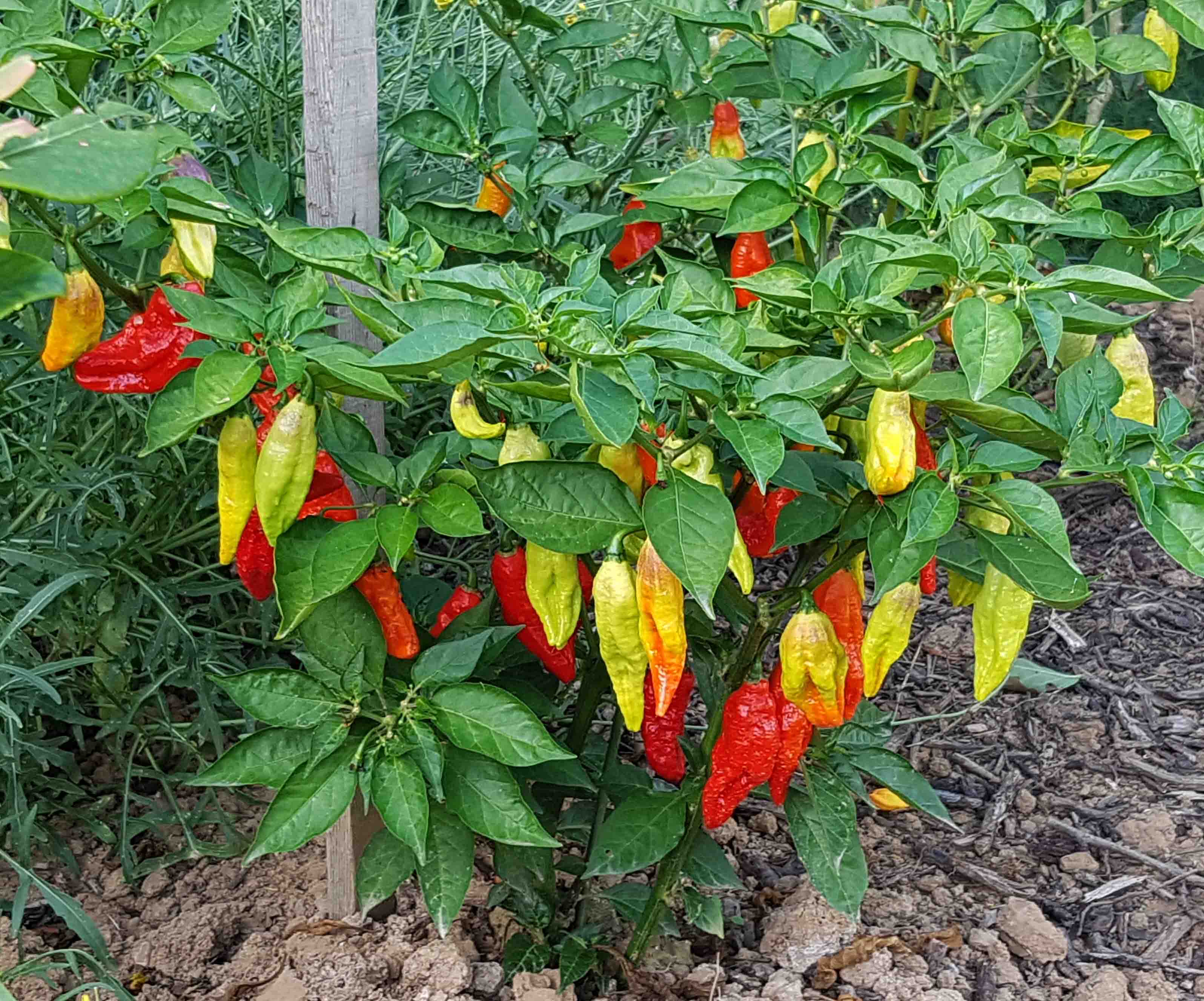 Mon retour d'expérience sur la culture du piment - Jardins du Nord ...