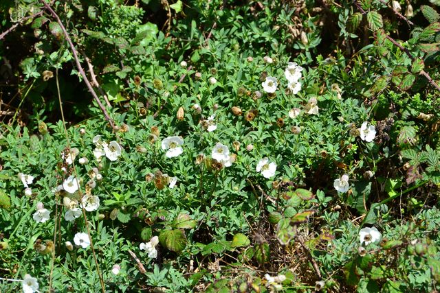 dans le Cotentin ( 50 ) - Jardins du Nord forum régional site de ...