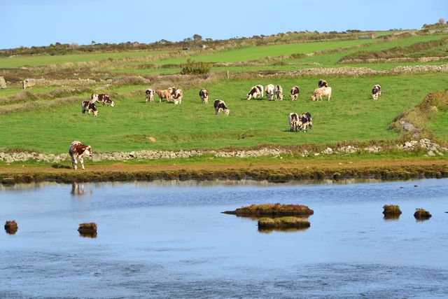 dans le Cotentin ( 50 ) - Jardins du Nord forum régional site de ...