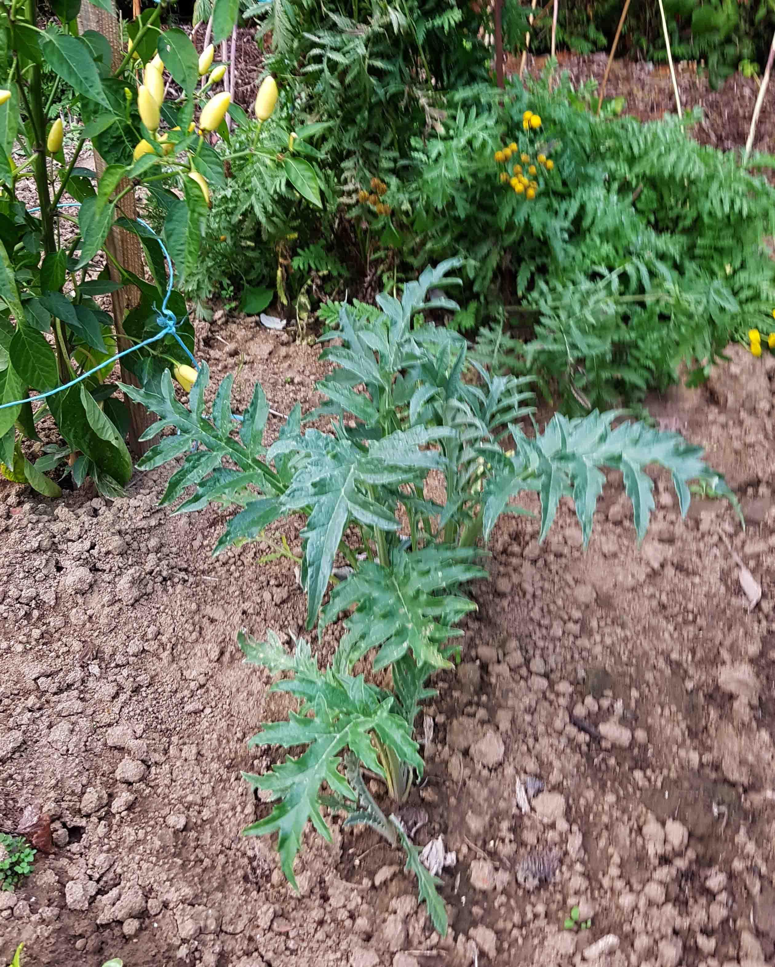 Le potager de chagran 2017 - Page 33 - Jardins du Nord forum régional ...