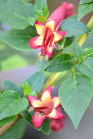 Jardin Saphirella - Page 40 - Jardins du Nord forum régional site de ...