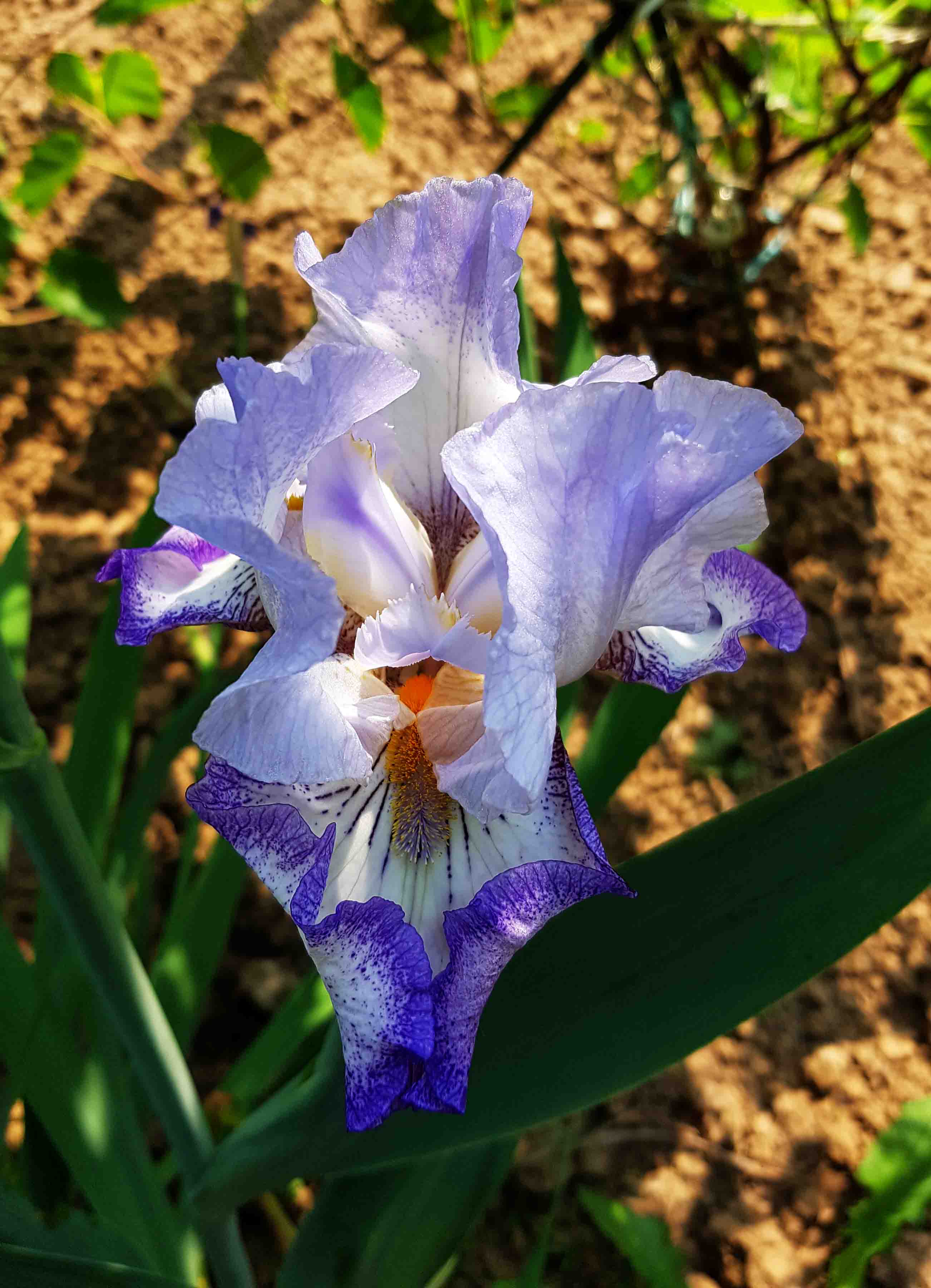 Le potager de chagran 2018 - Page 6 - Jardins du Nord forum régional ...