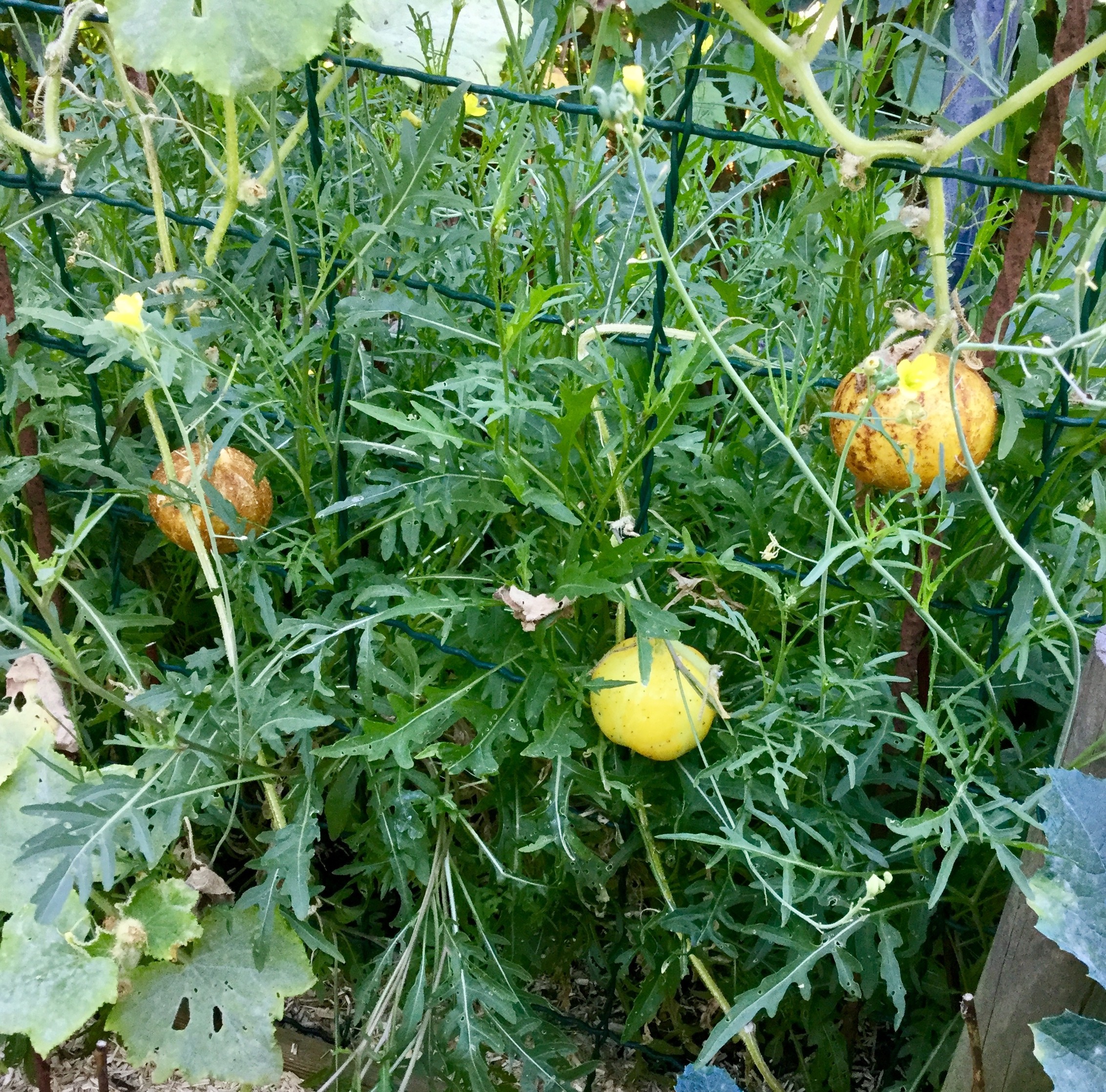 Concombre citron : questions diverses - Jardins du Nord forum régional ...